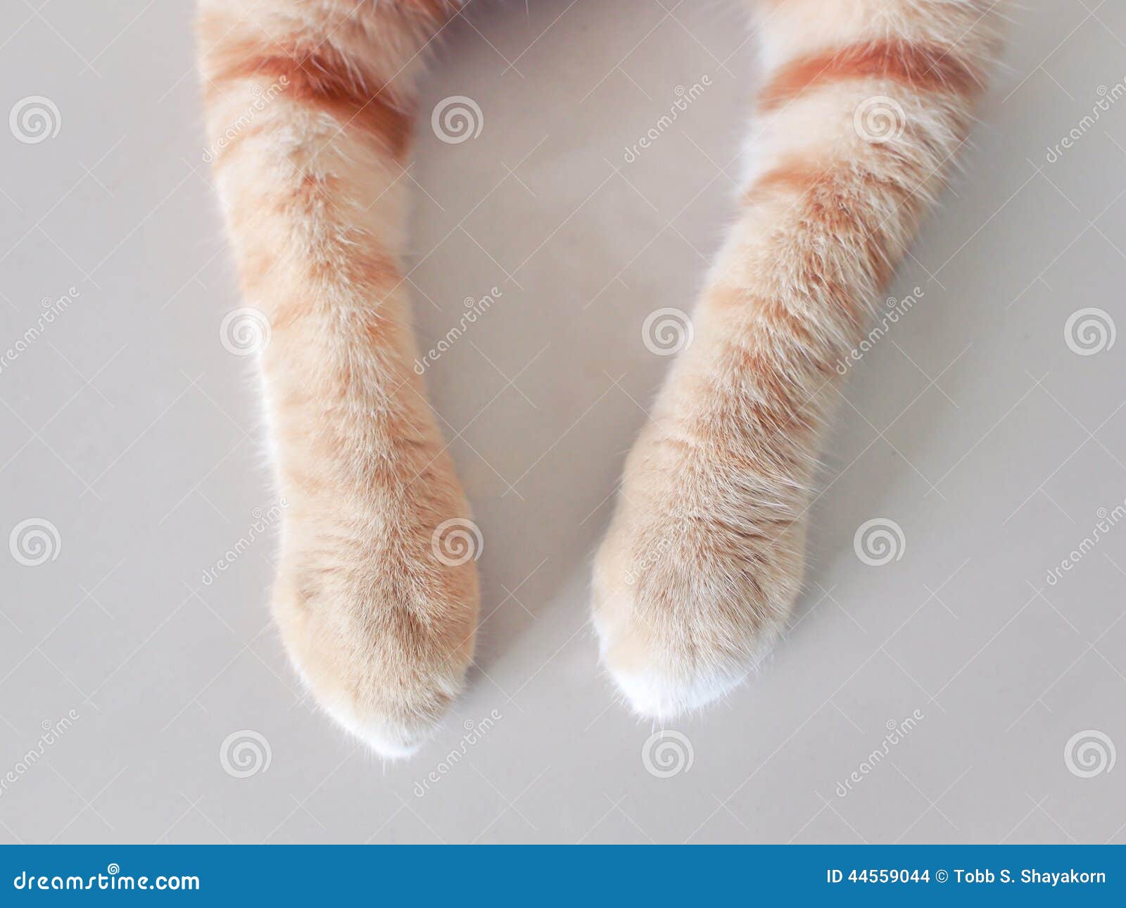Cat leg stock photo. Image of texture, trace, feline - 44559044