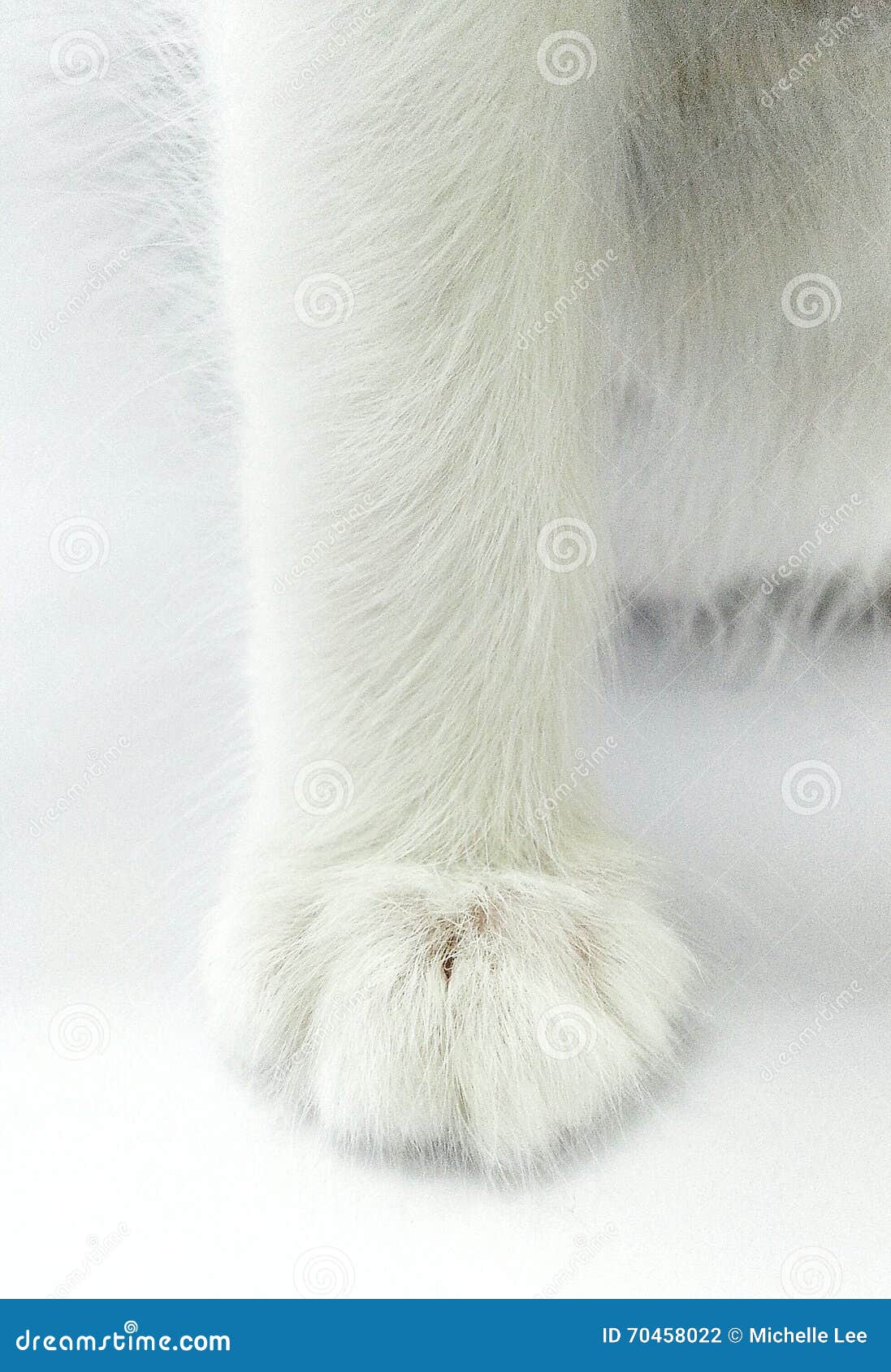 Cat leg stock photo. Image of white, furry, kitten - 70458022