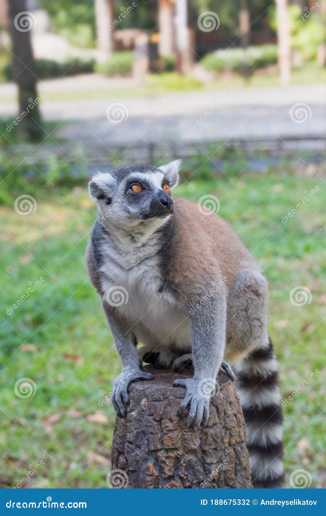 The Cat Lemur or Lemur Catta Sits on a Stump in the Park Stock Photo ...