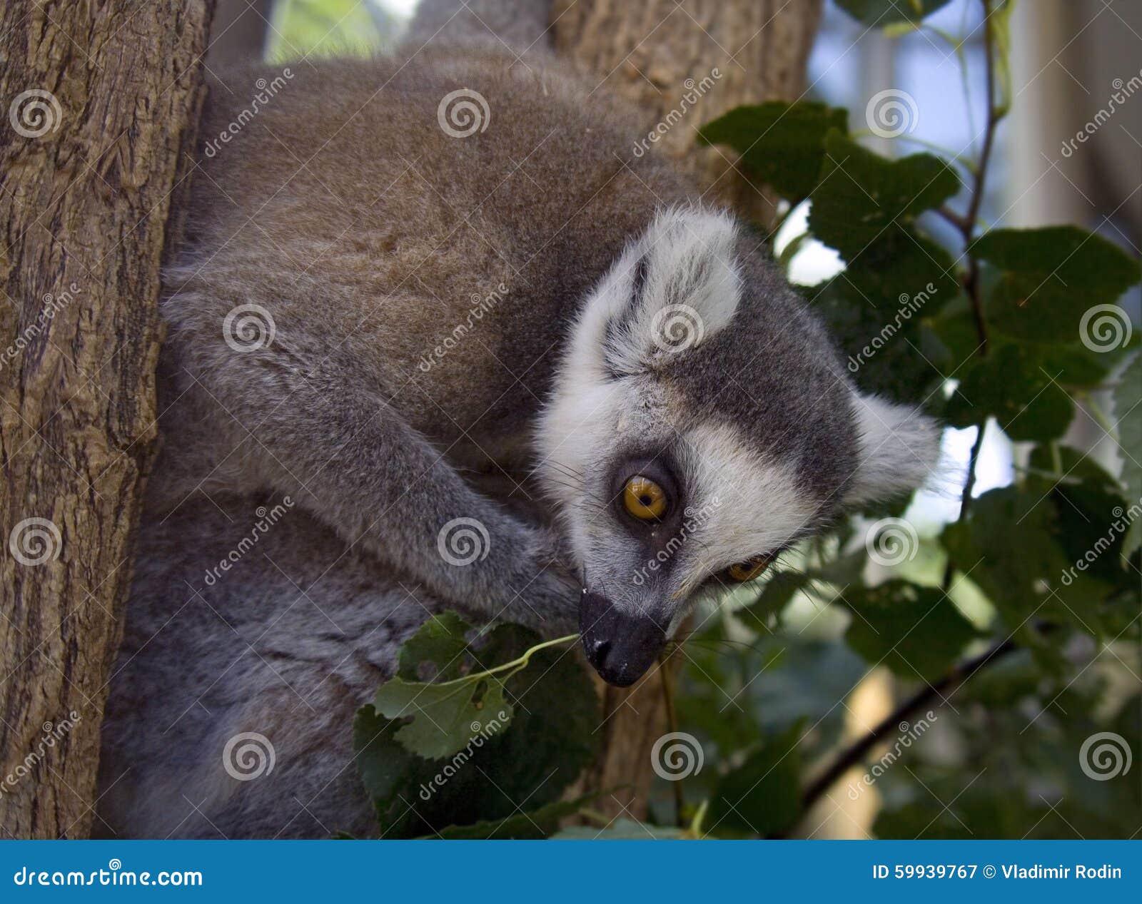 Cat Lemur the Primacy of Madagascar Mammal Stock Image - Image of ...