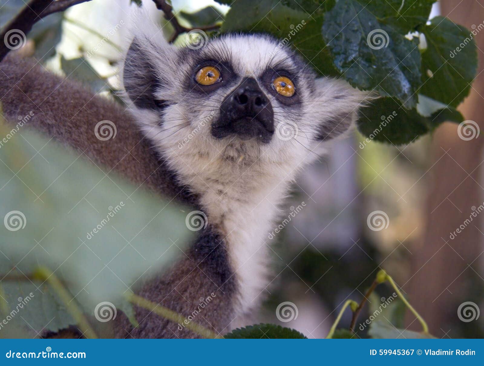 Cat Lemur the Primacy of Madagascar Mammal Stock Image - Image of ...