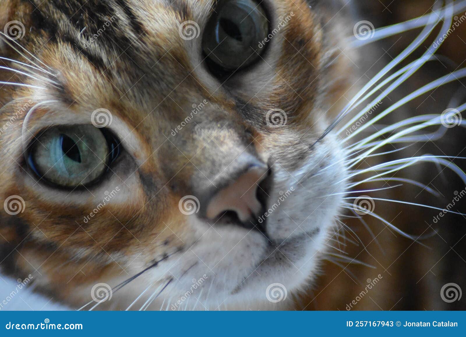 Cat Leo 2 stock image. Image of feline, look, close - 257167943