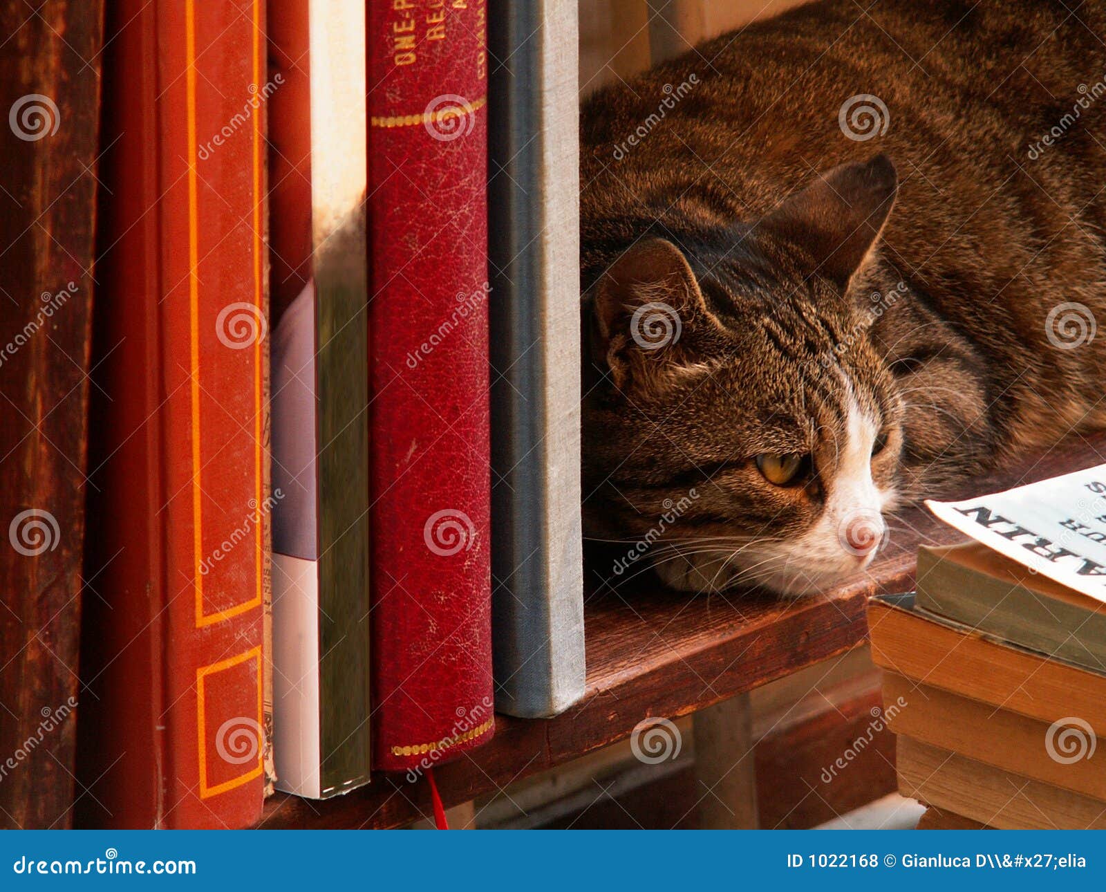 Cat in a library stock photo. Image of feline, asleep - 1022168