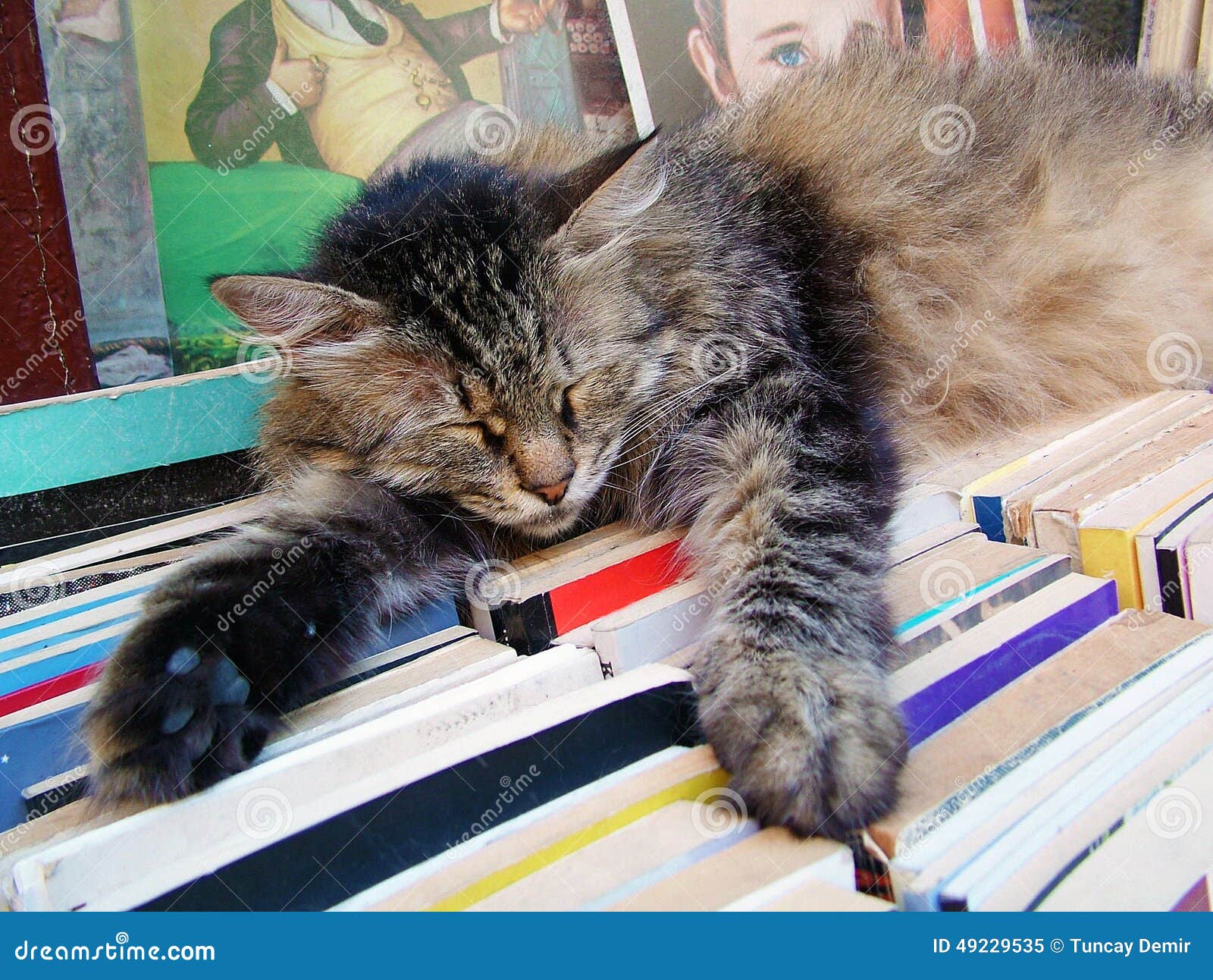 Cat in a library stock image. Image of paper, book, sleep - 49229535
