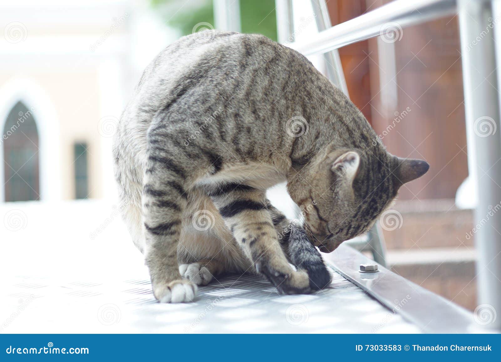 Cat stock image. Image of lick, tail, cats, life, eyes - 73033583