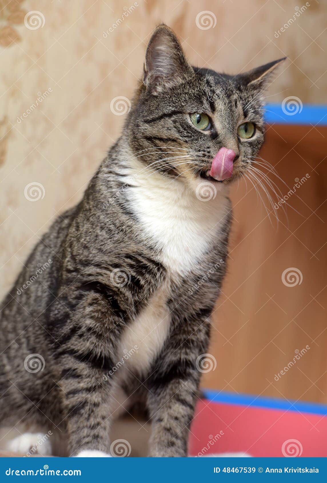 Cat licked stock image. Image of dangling, lively, furred - 48467539