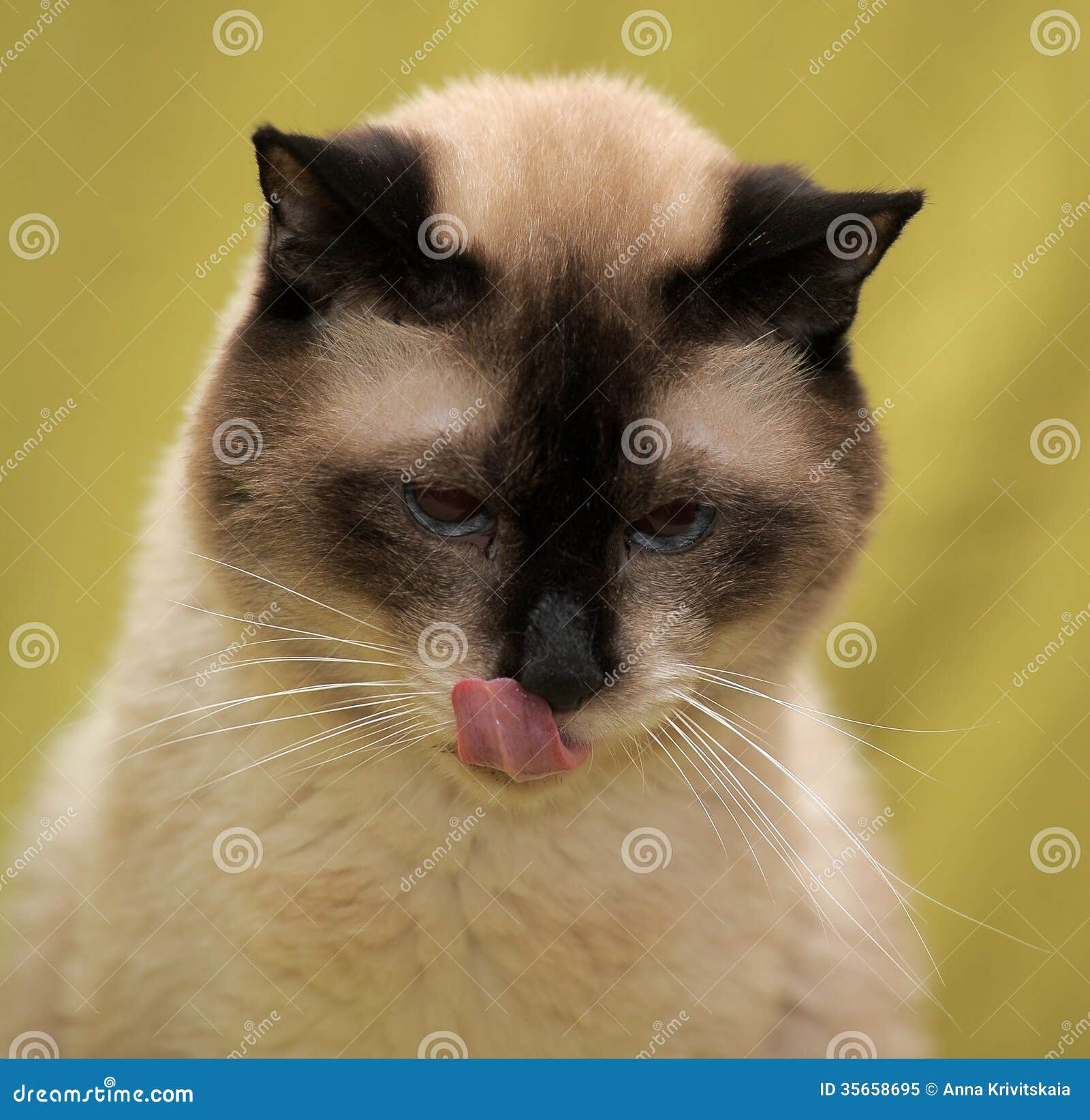 Cat licked stock image. Image of macro, chic, muzzle - 35658695