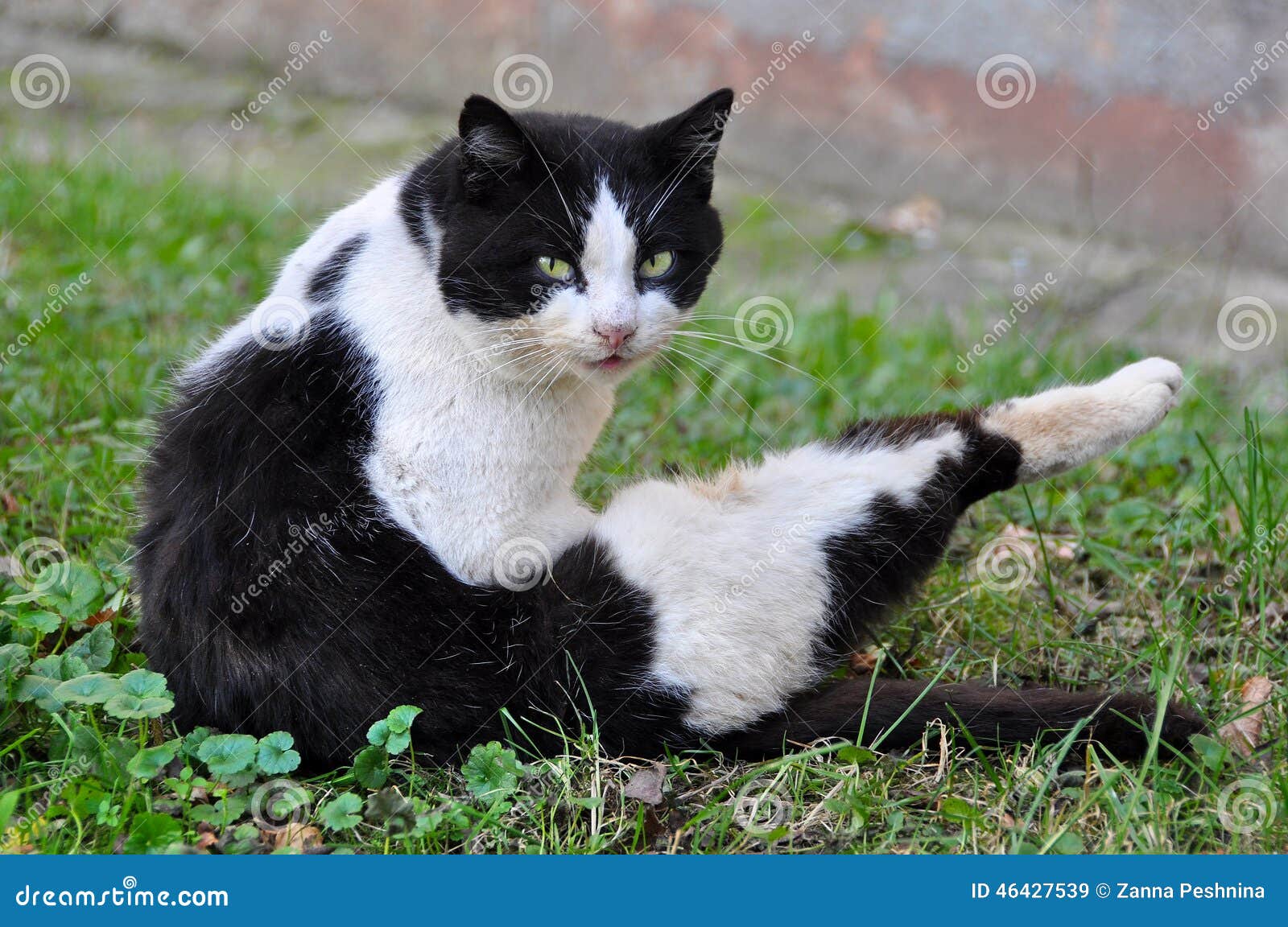 Cat Licking Its Fur in the Grass Stock Image - Image of kitty, adult ...