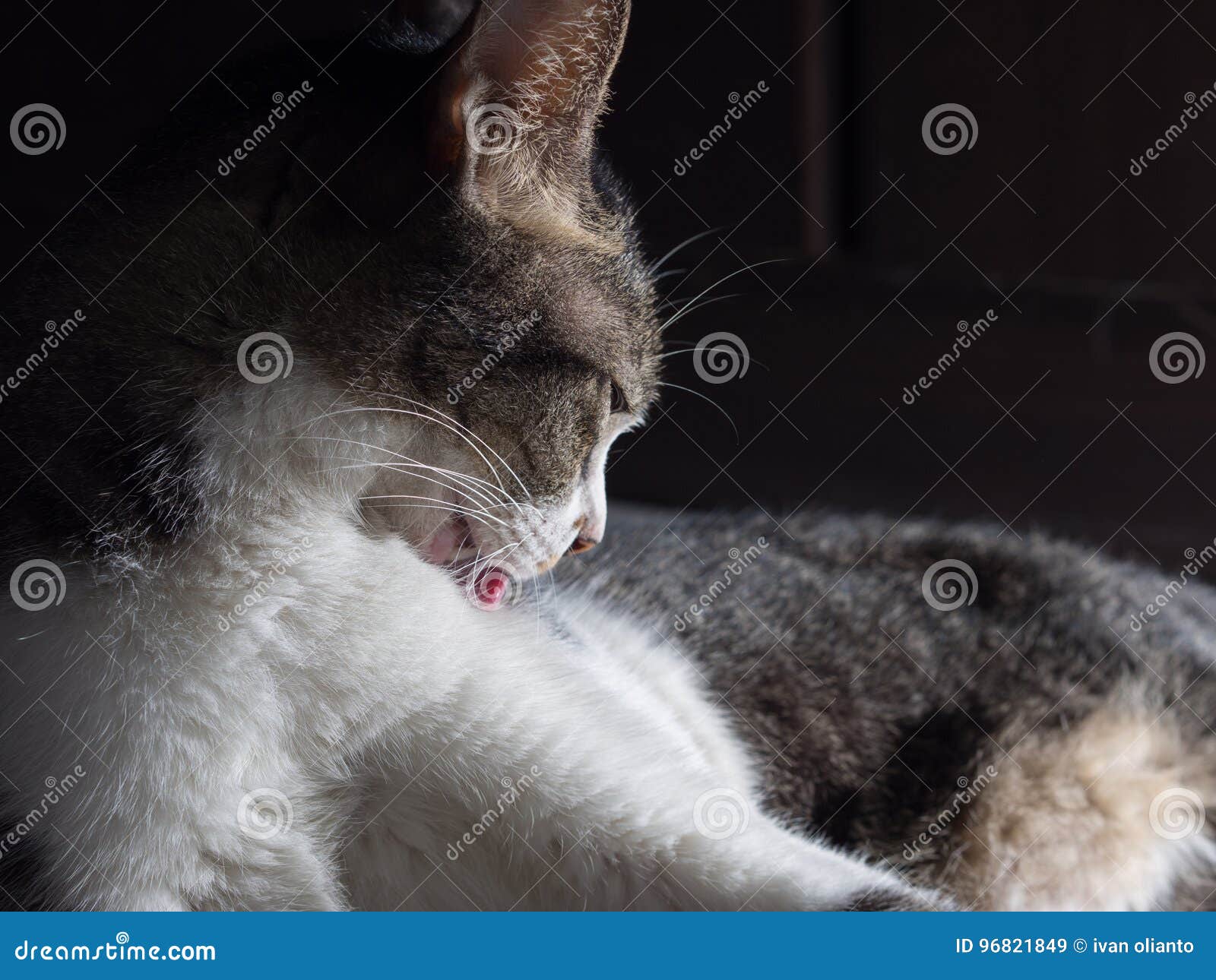 Cat Licking Its Hand stock image. Image of brown, attractive - 96821849