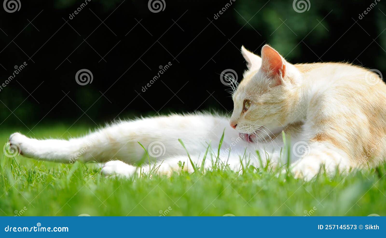 Cat Licking Itself Outdoors Stock Image - Image of eyes, horizontal ...