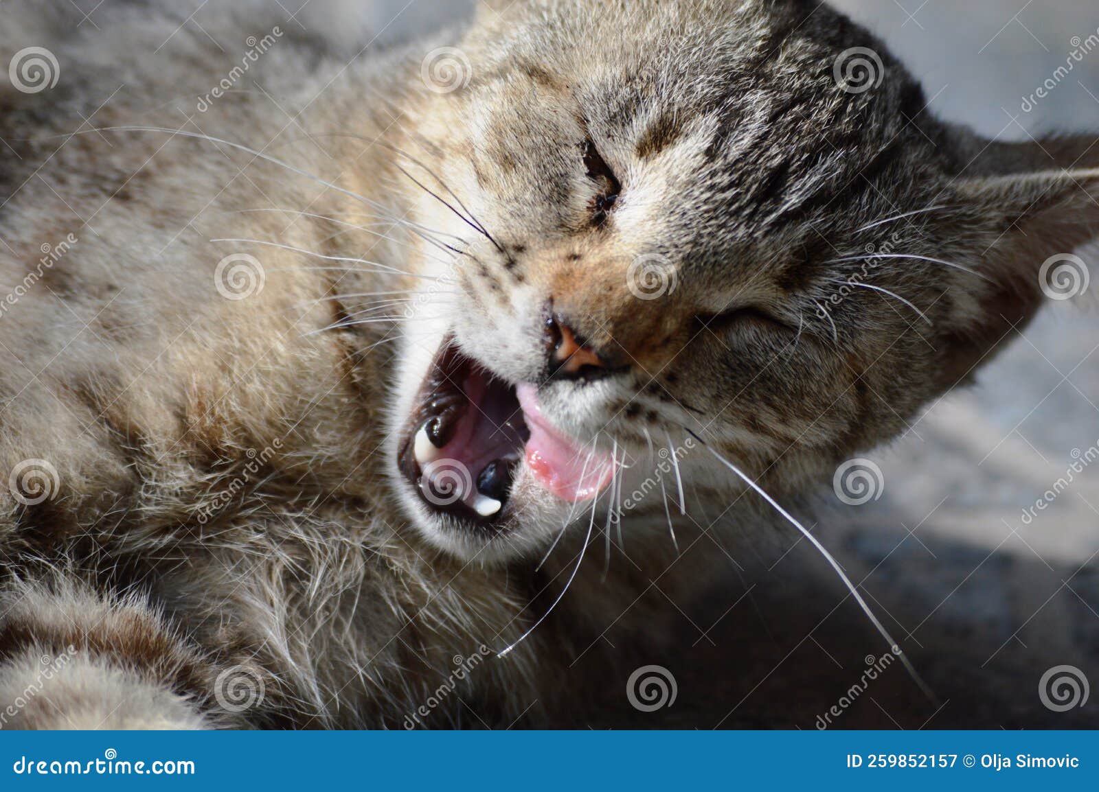 Cat Licks Itself after Lunch Stock Image - Image of tongue, teeth ...