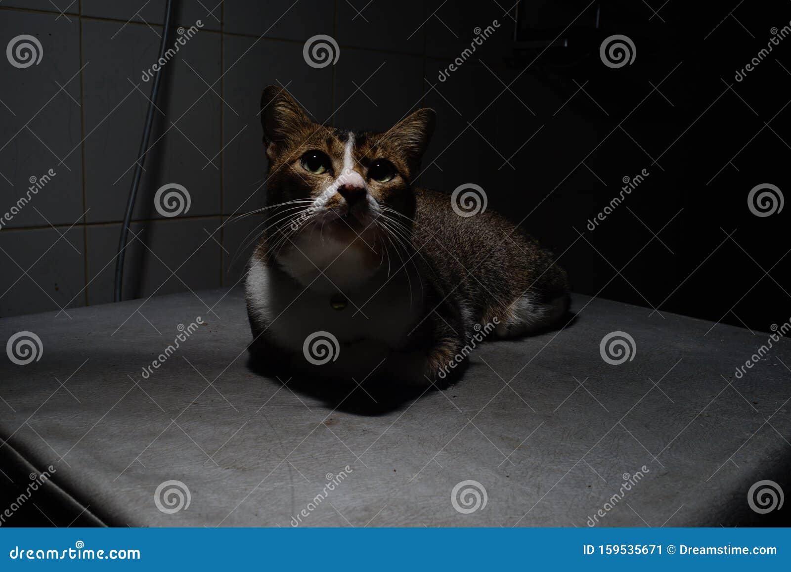 Cat Lie on the Floor while Lowlight Stock Image - Image of flashlight ...