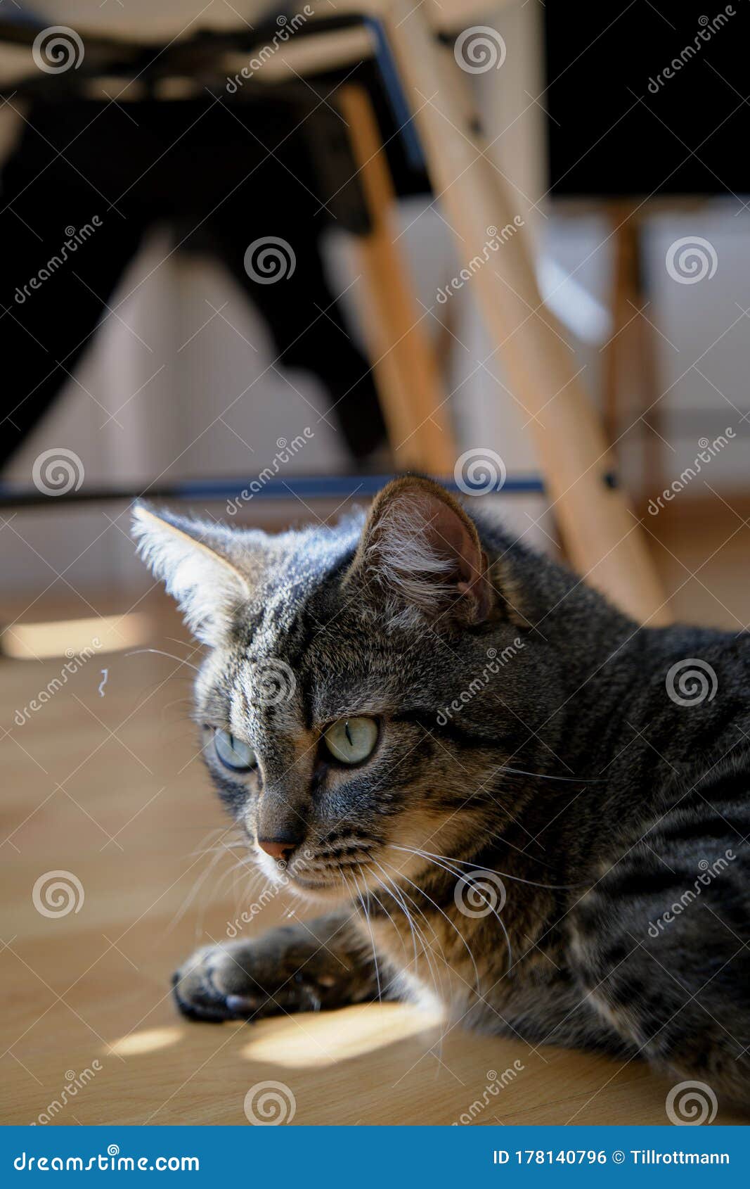 Cat enjoy the sun stock photo. Image of rest, owner - 178140796