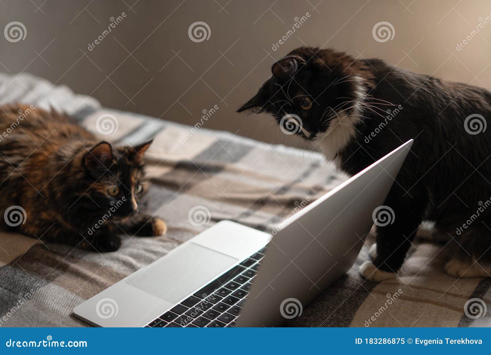 The Cat Lies in Front of the Laptop and Looks at the Screen, and the ...