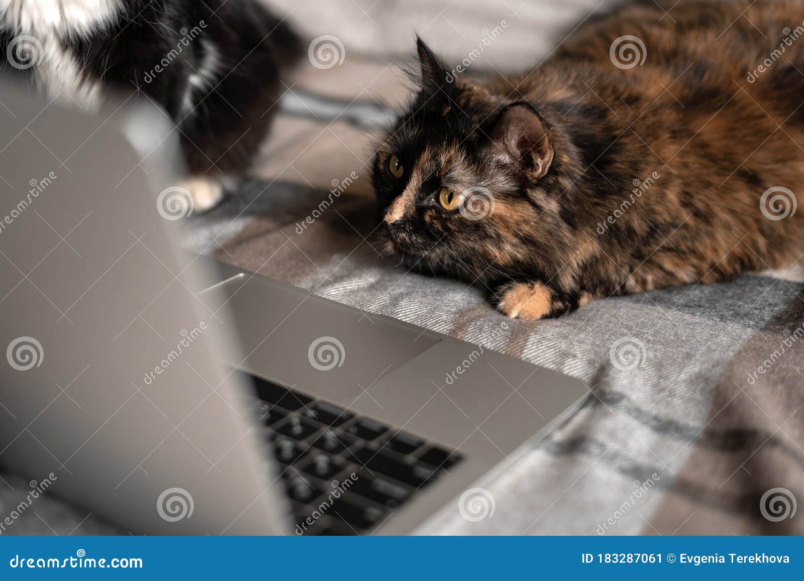 The Cat Lies in Front of the Laptop and Stares at the Screen, and the ...