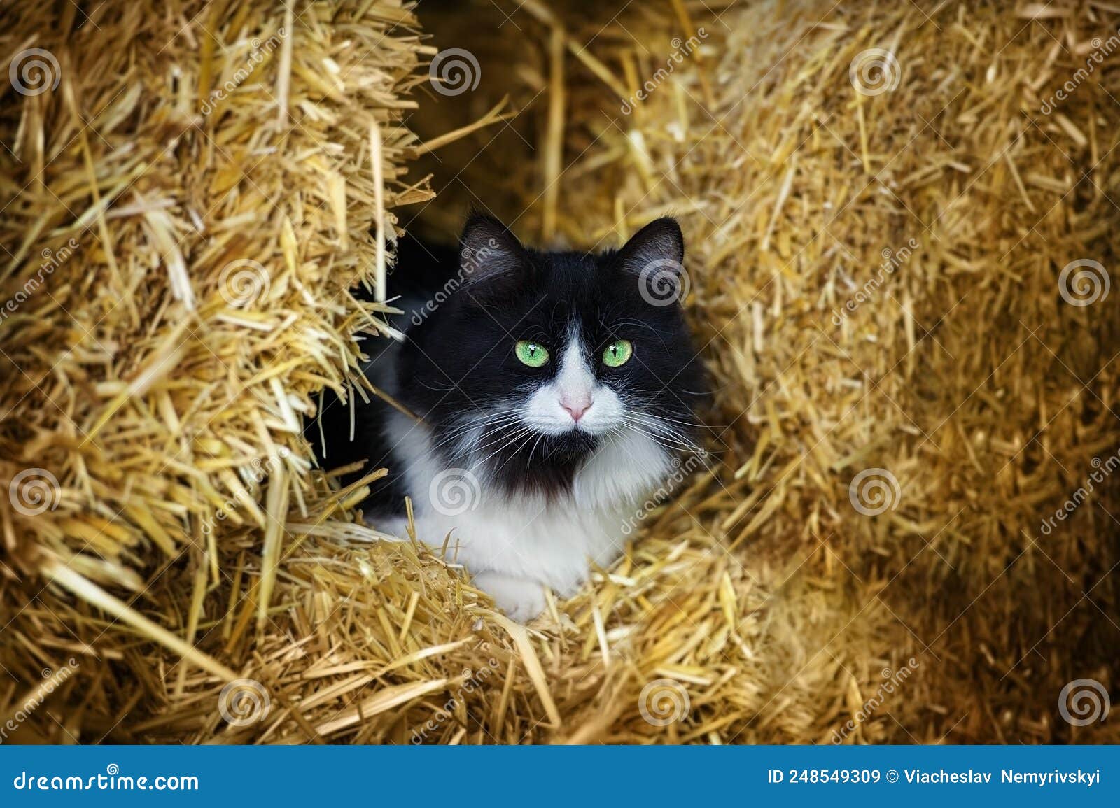 The cat lies on the hay stock image. Image of looking - 248549309