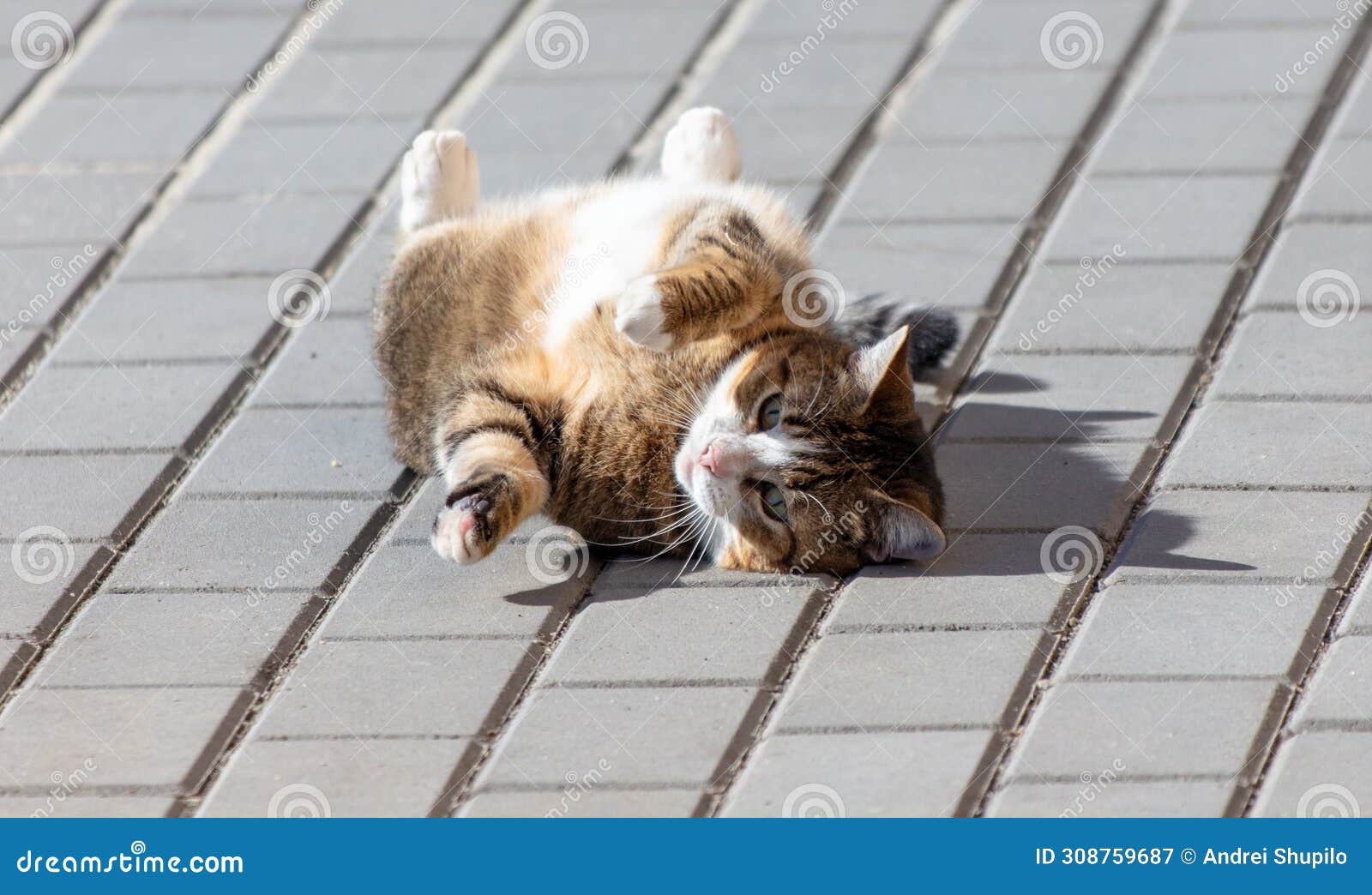 The Cat Lies on the Paving Slabs Stock Image - Image of kitten, animal ...