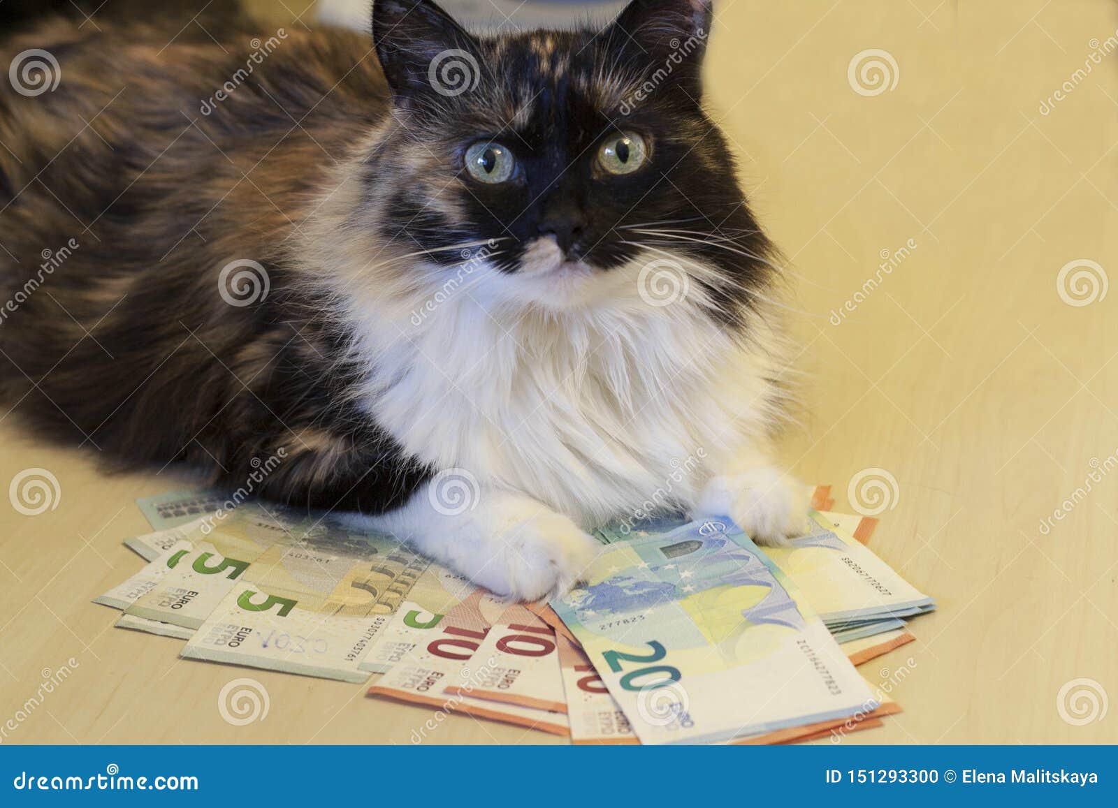 The Cat Lies on Banknotes of 5, 10, 20 Euros Stock Photo - Image of ...