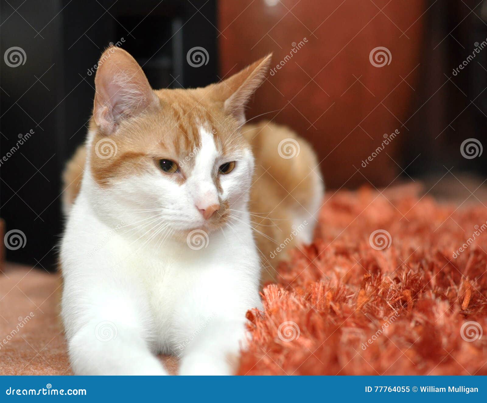 Mewing Ginger Stock Photos - Free & Royalty-Free Stock Photos from ...
