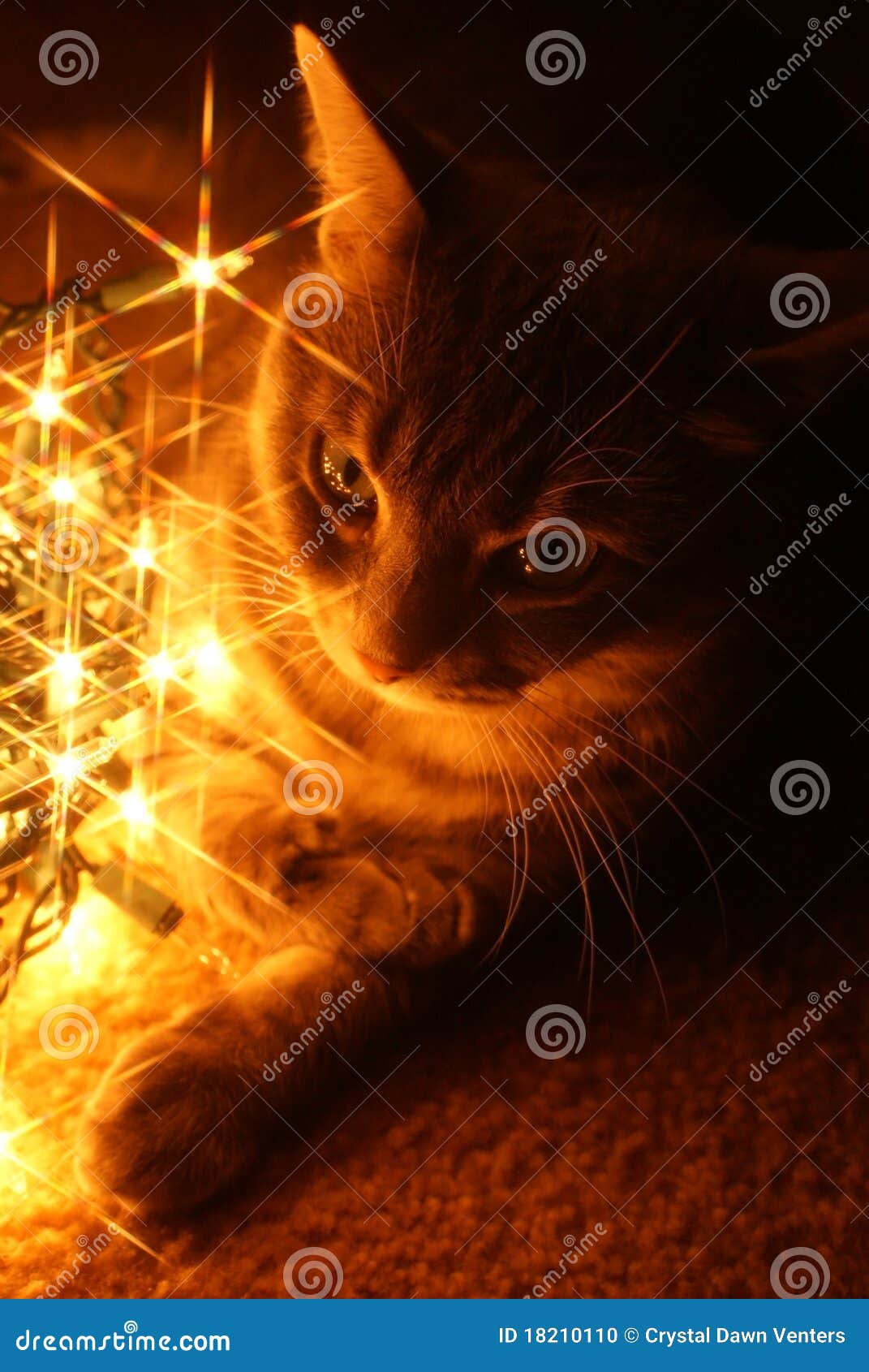 Cat Playing with Christmas Lights Stock Photo - Image of whiskers ...