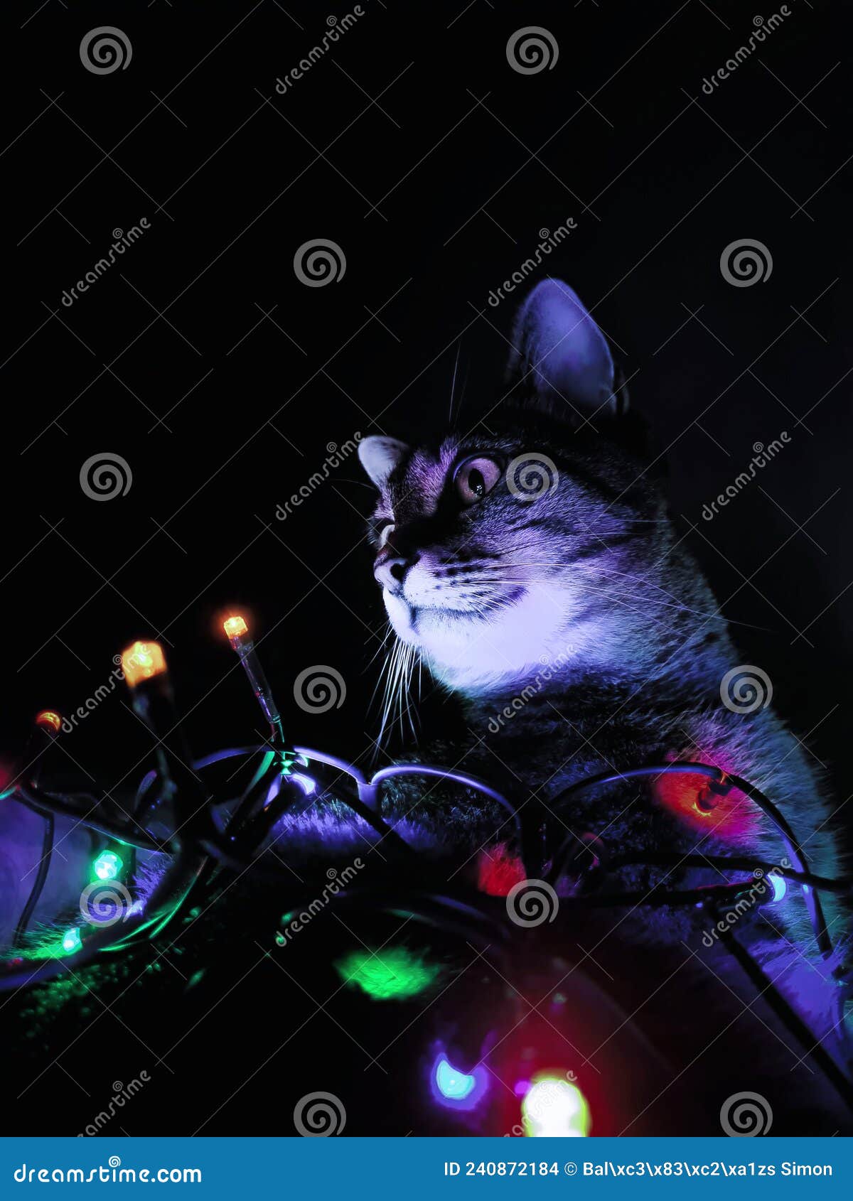 Cat in lights stock photo. Image of night, stage, mammal - 240872184