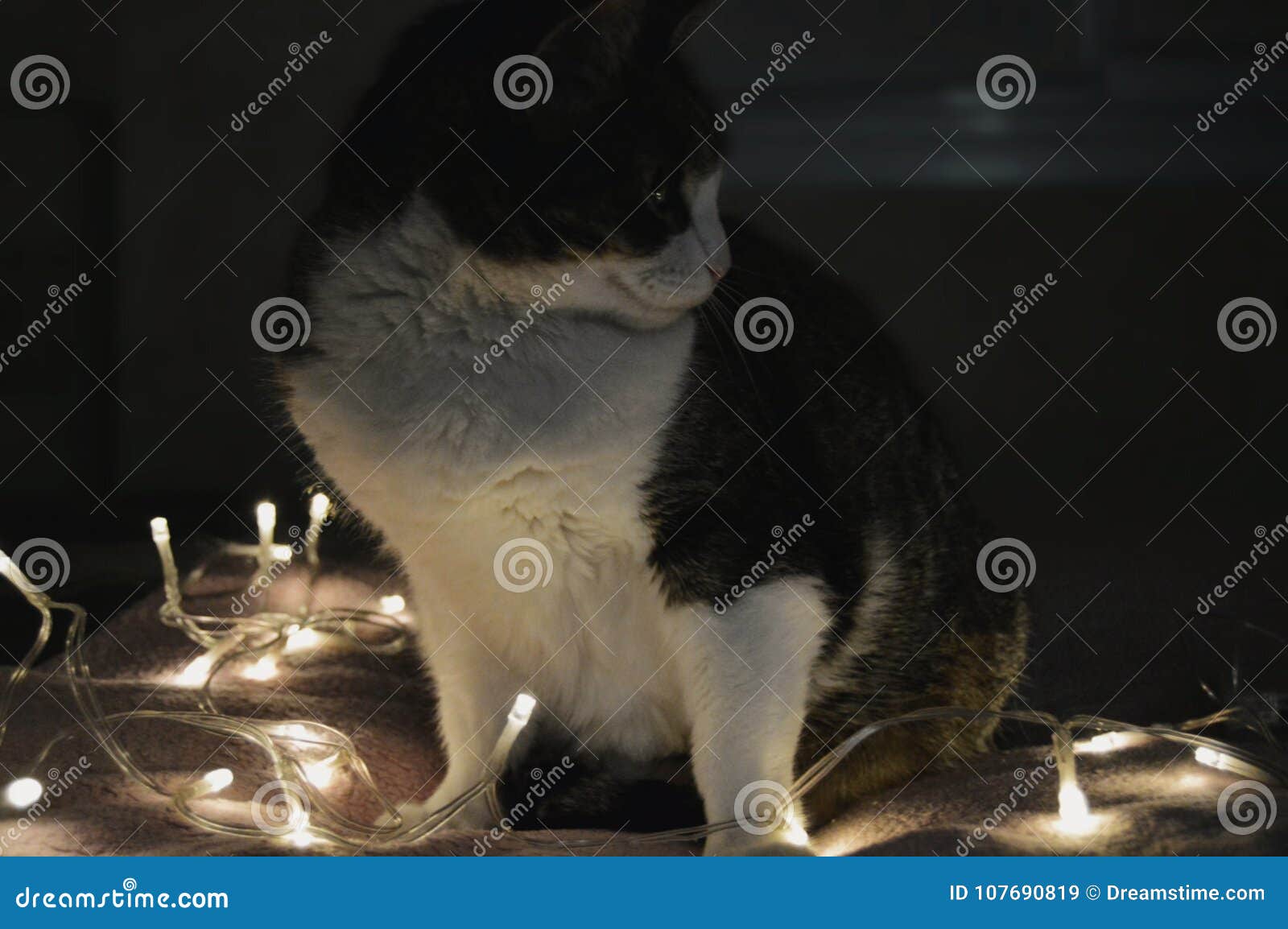 Cat in the lights stock image. Image of lights, cats - 107690819