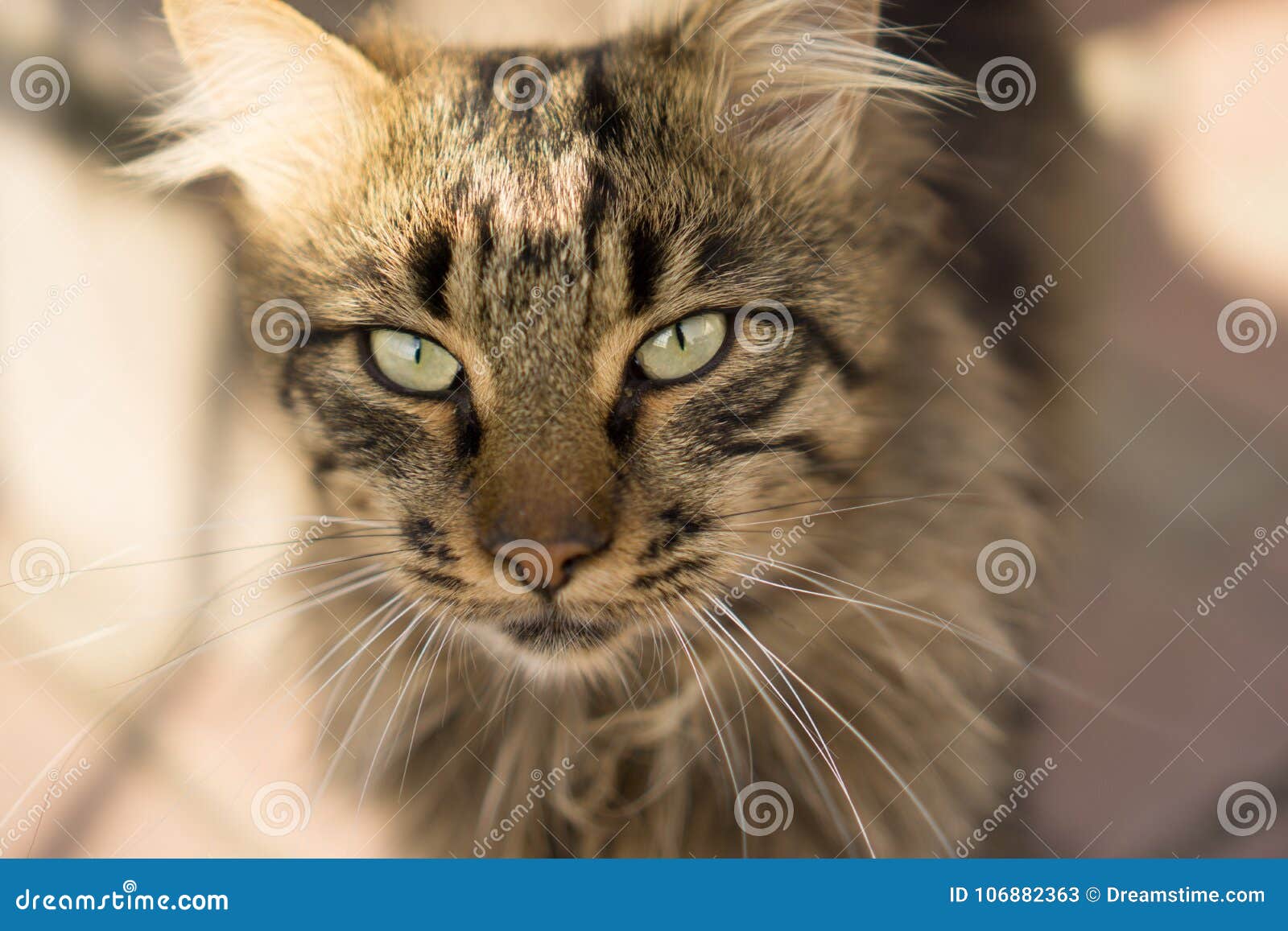 Cat Like a Lion stock image. Image of nature, look, lion - 106882363