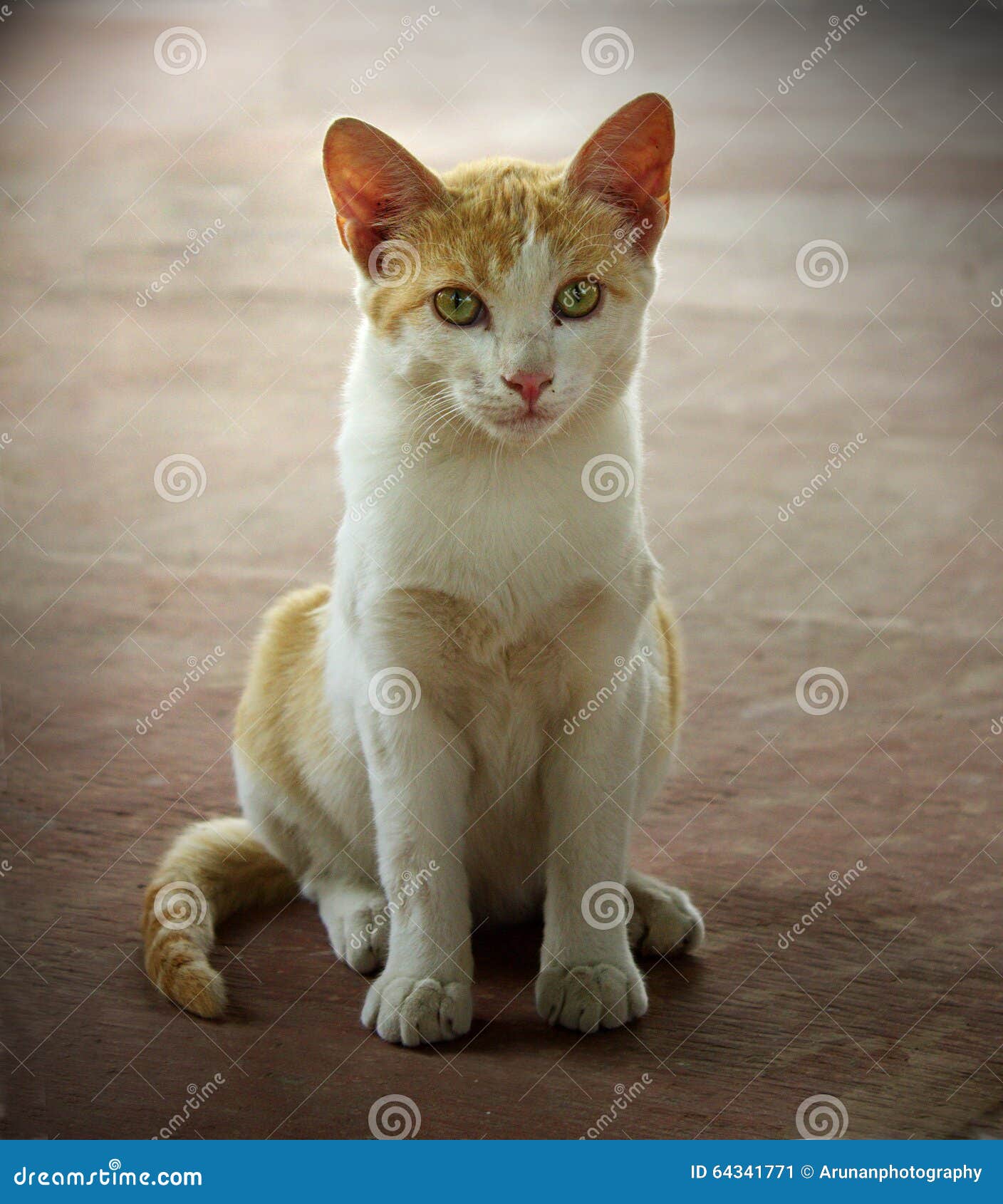 Cat stock image. Image of young, tabby, kitten, animal - 64341771