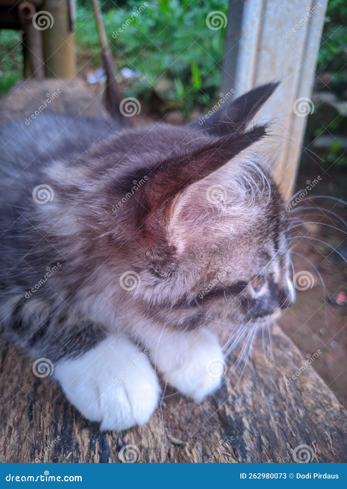 Cat live in village stock image. Image of village, nose - 262980073