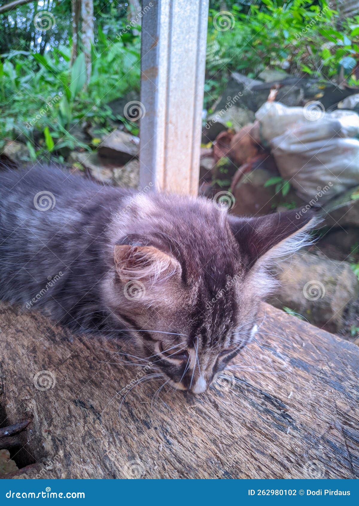 Cat live in village stock photo. Image of whiskers, carnivore - 262980102