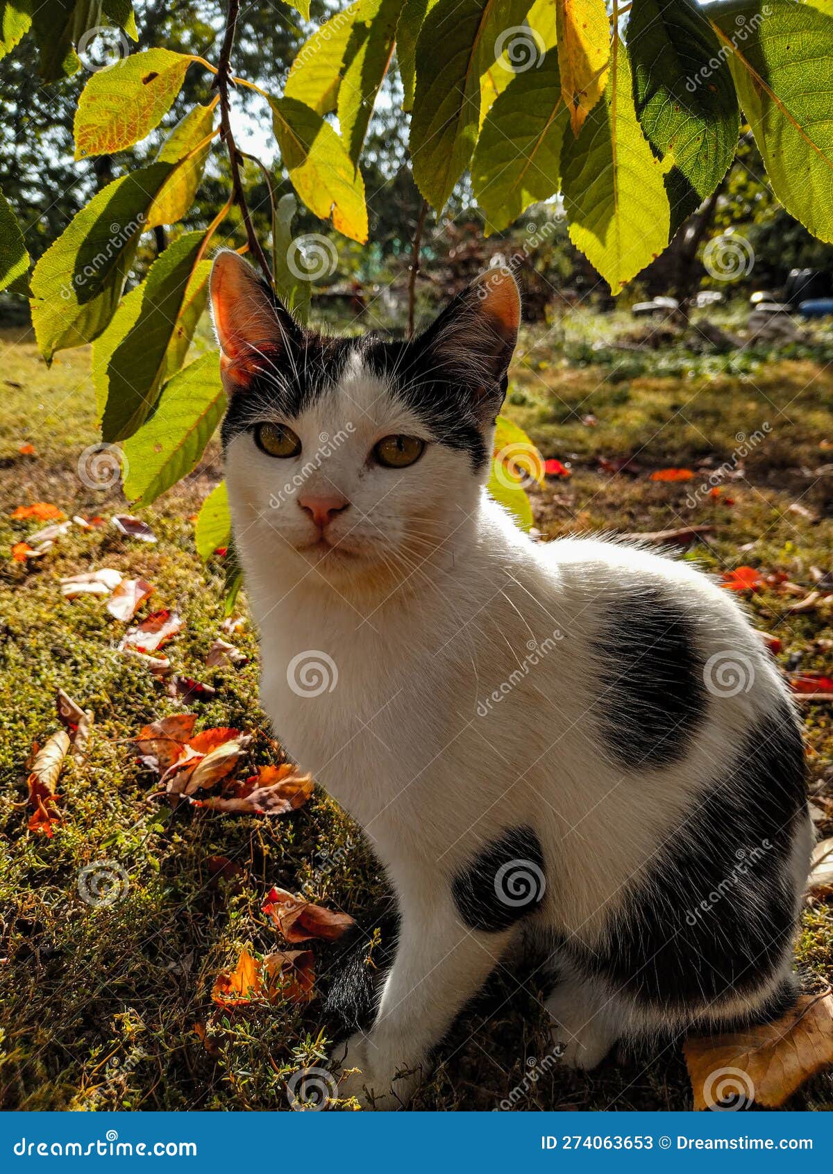 Cat Living His Life in a Garden Stock Image - Image of life, living ...