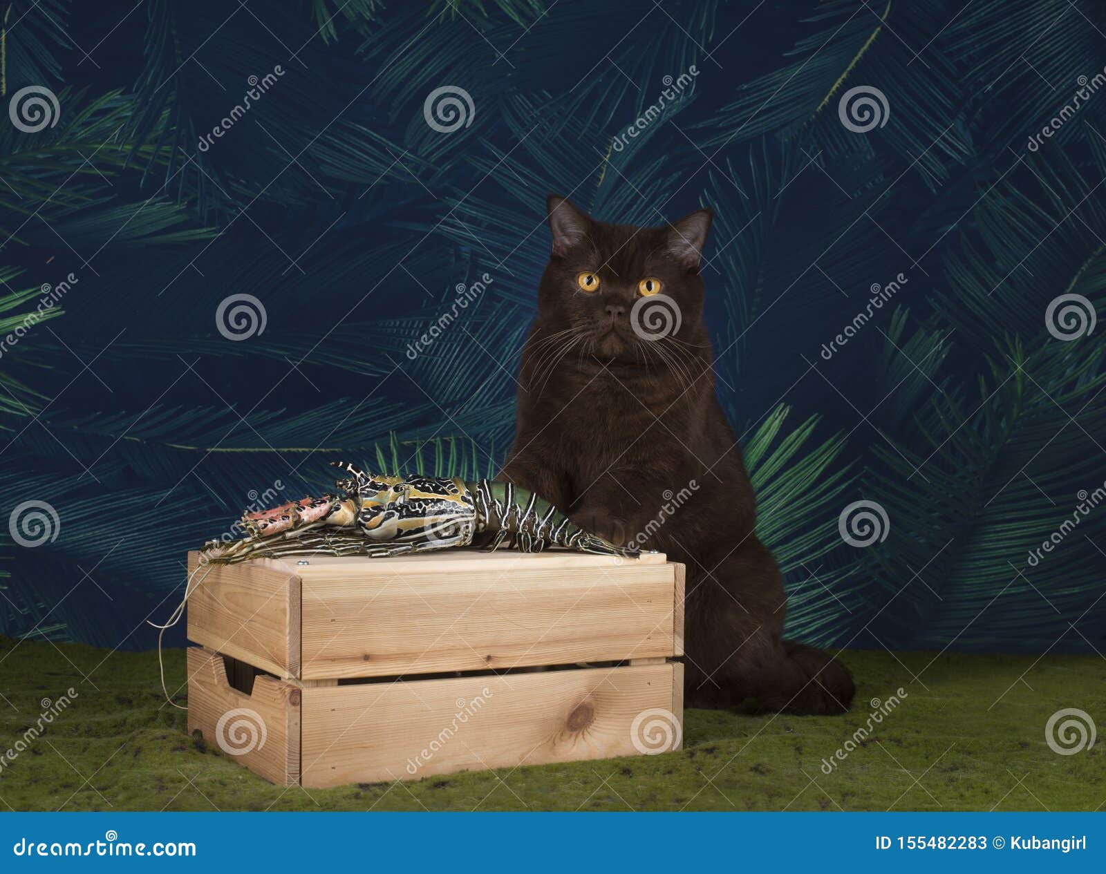 Cat and lobster stock image. Image of animal, wool, game - 155482283
