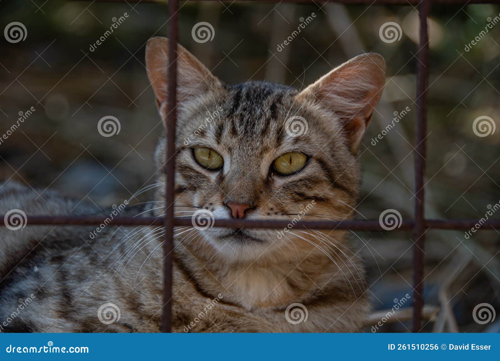 A cat locked in a cage stock photo. Image of close, cage - 261510256