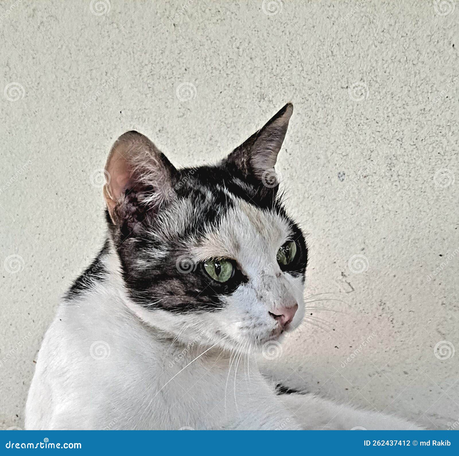 Cat Locking You Cat White Black Cat Stock Photo - Image of white ...