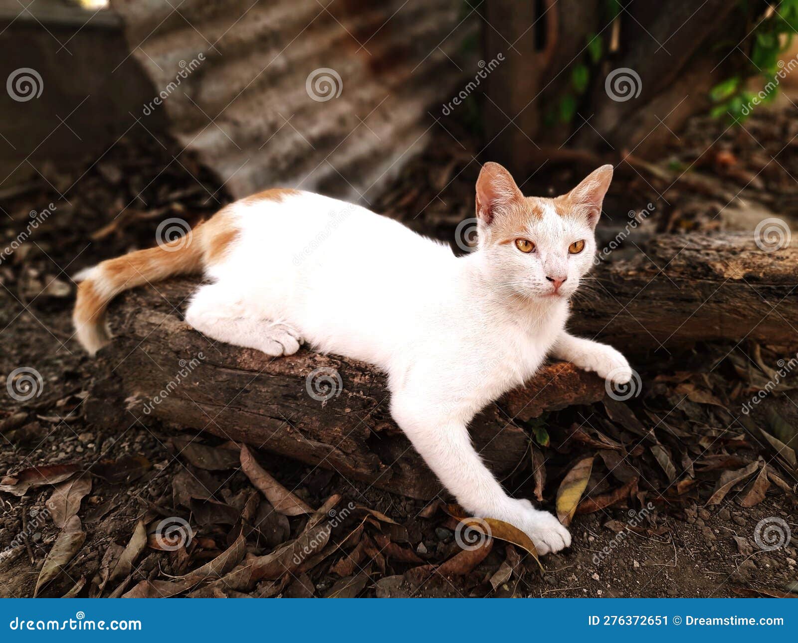 Cat on a log looking out stock image. Image of backyard - 276372651