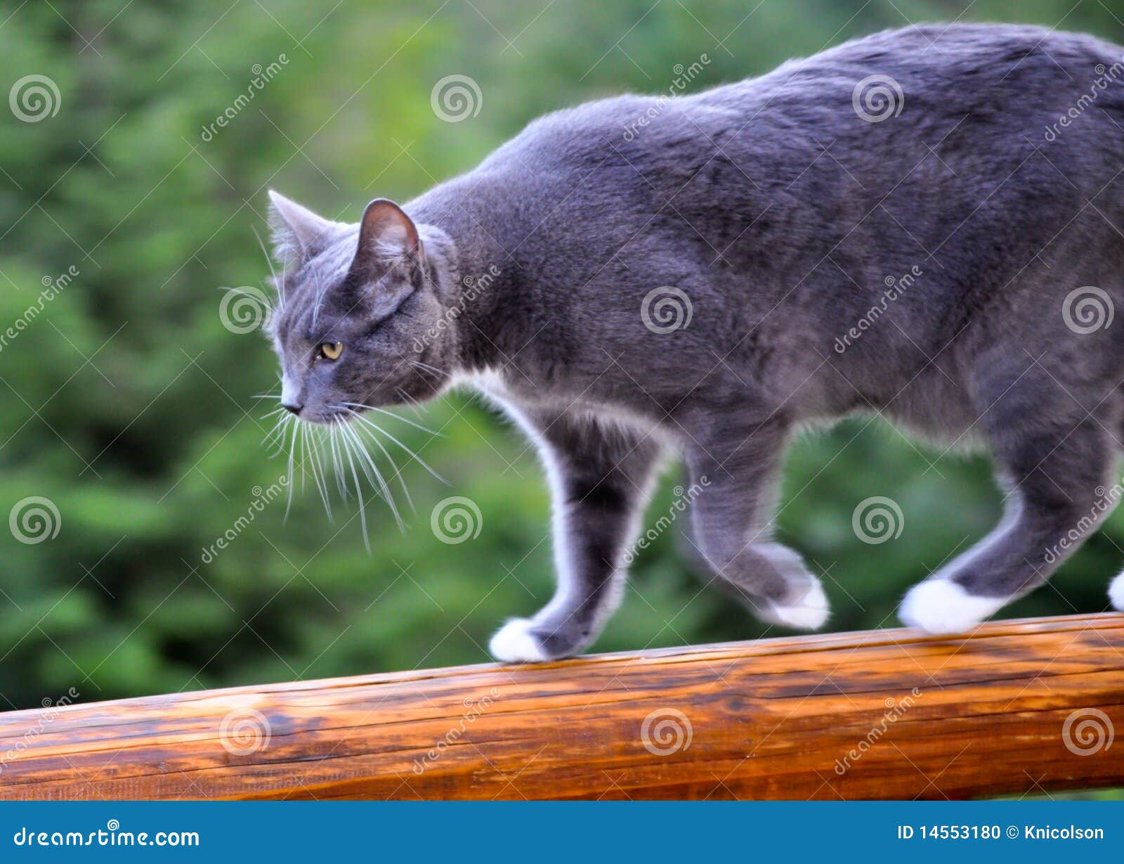 Cat on log rail stock photo. Image of pets, outdoors - 14553180