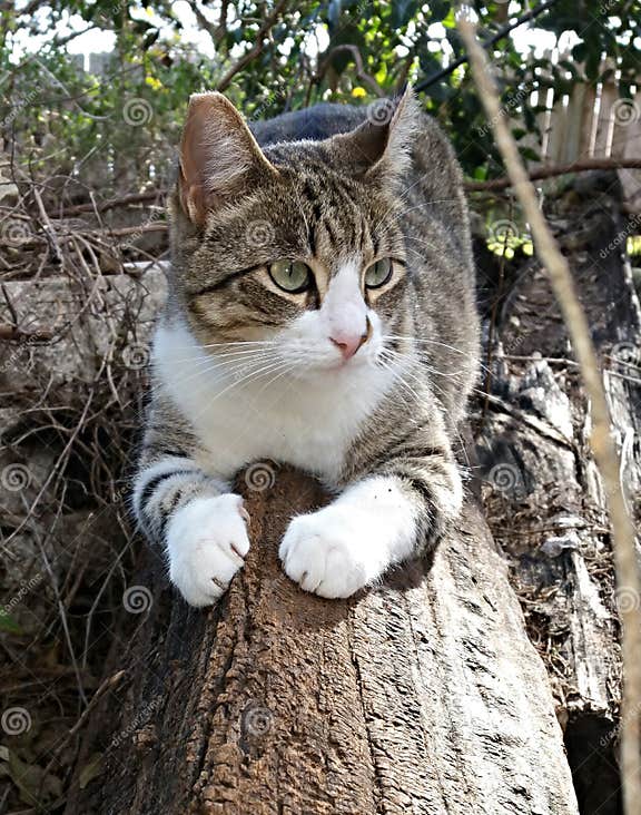 Cat on a log stock photo. Image of tree, tabby, scratching - 83199174