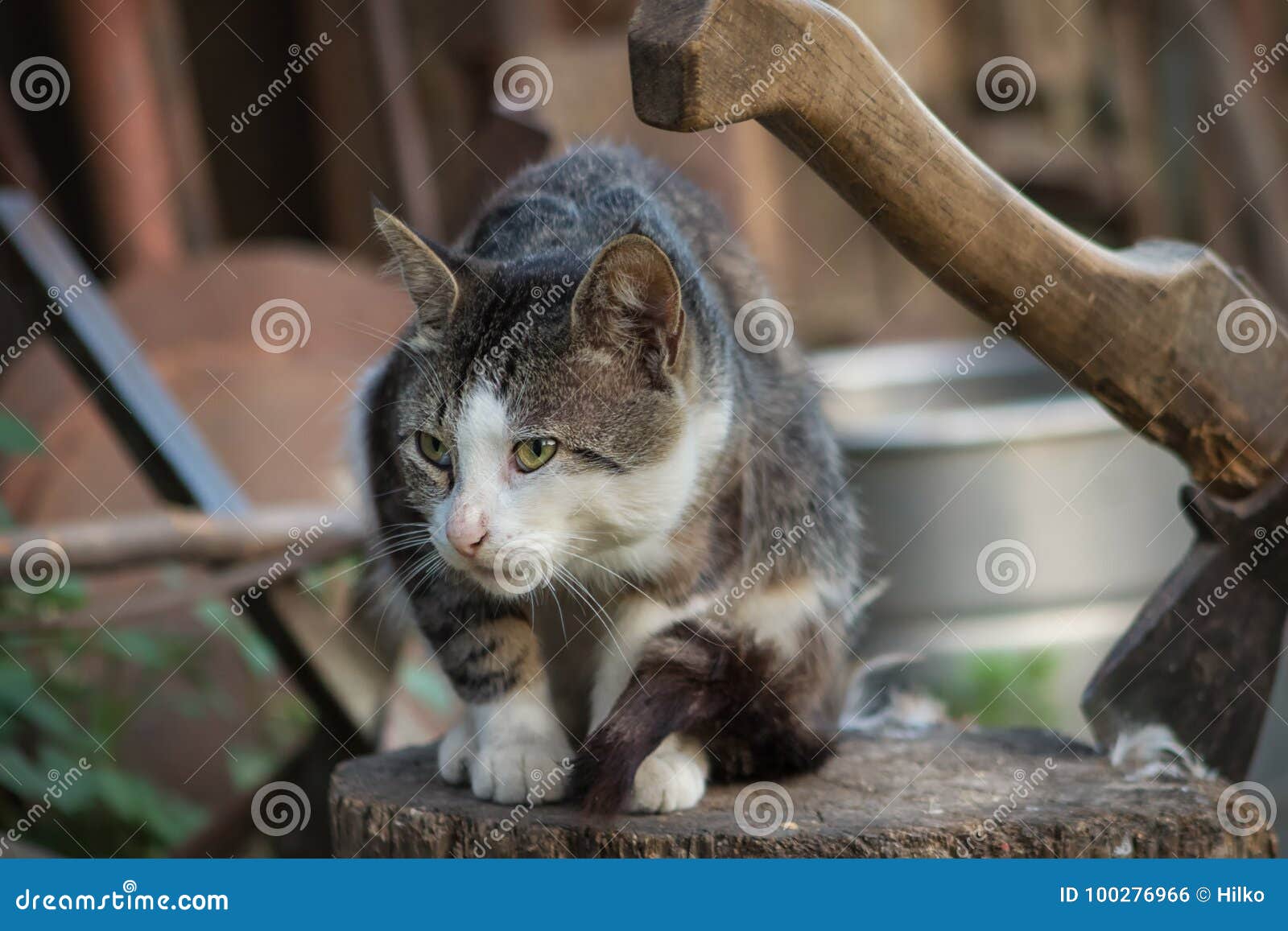 Cat on a log stock photo. Image of country, village - 100276966