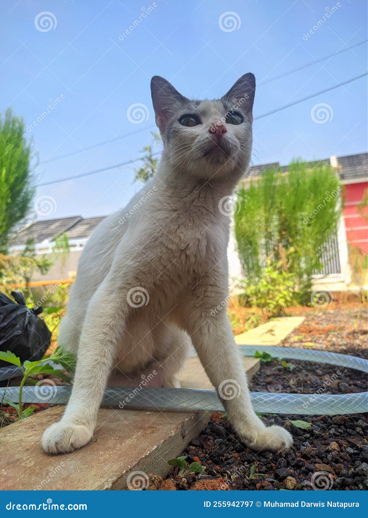 Mixdom Cat Photos - Free & Royalty-Free Stock Photos from Dreamstime