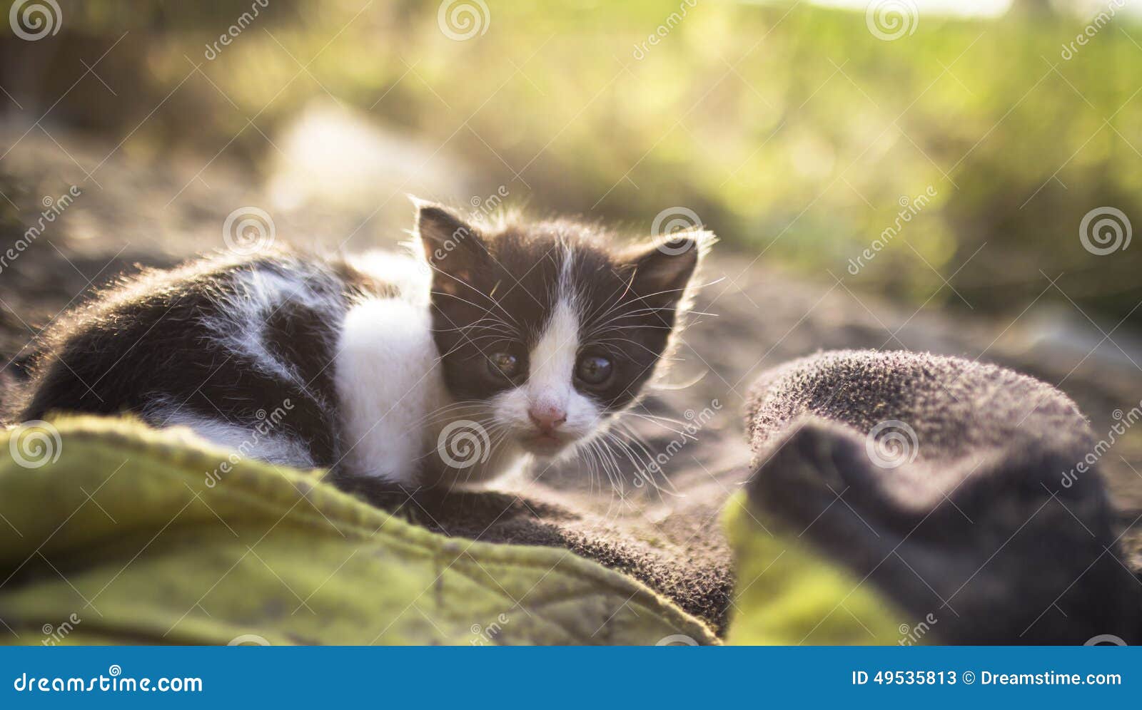 Cat Lonely Sweet Animal Pet Stock Image - Image of animal, small: 49535813