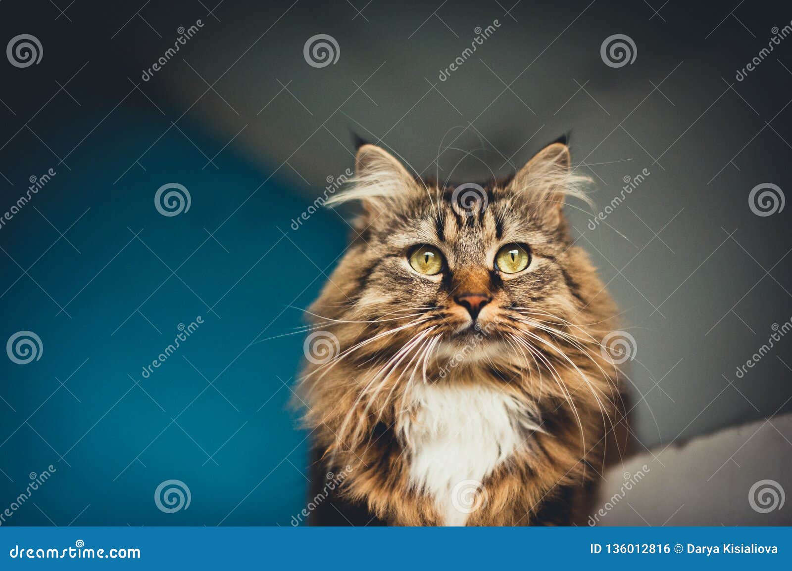 Cat with long whiskers stock photo. Image of husky, outside - 136012816