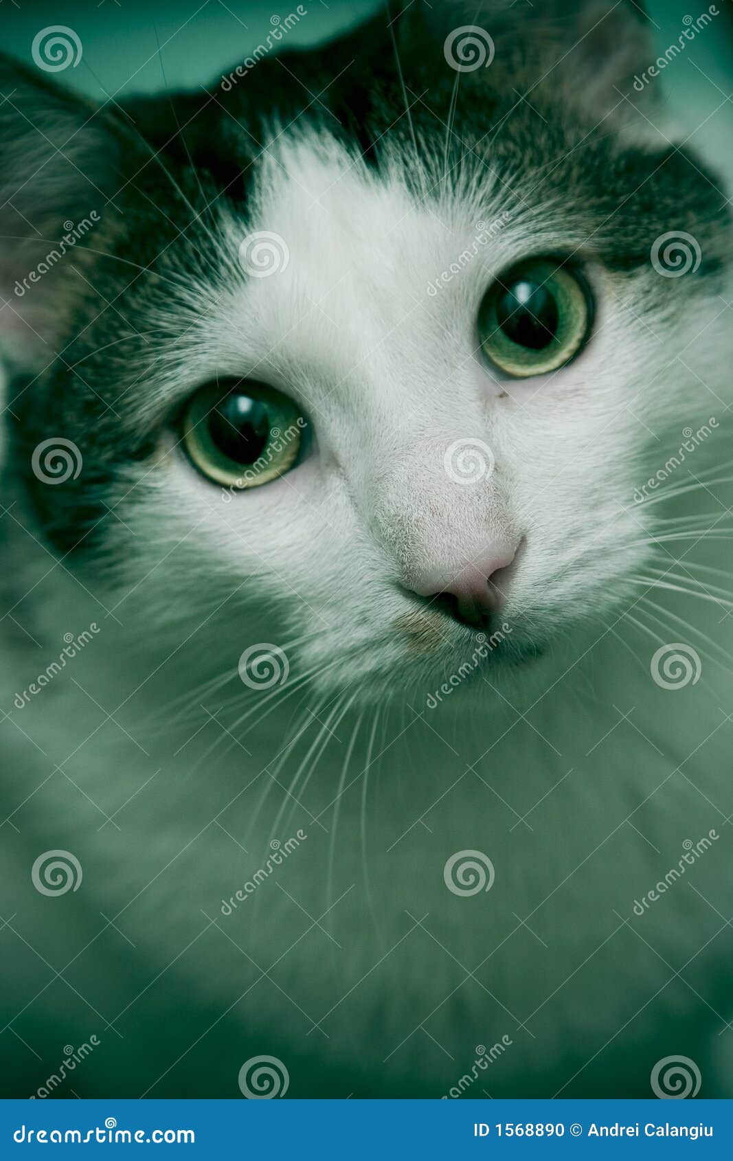 Cat look stock photo. Image of iris, kitten, lurk, concentrate - 1568890
