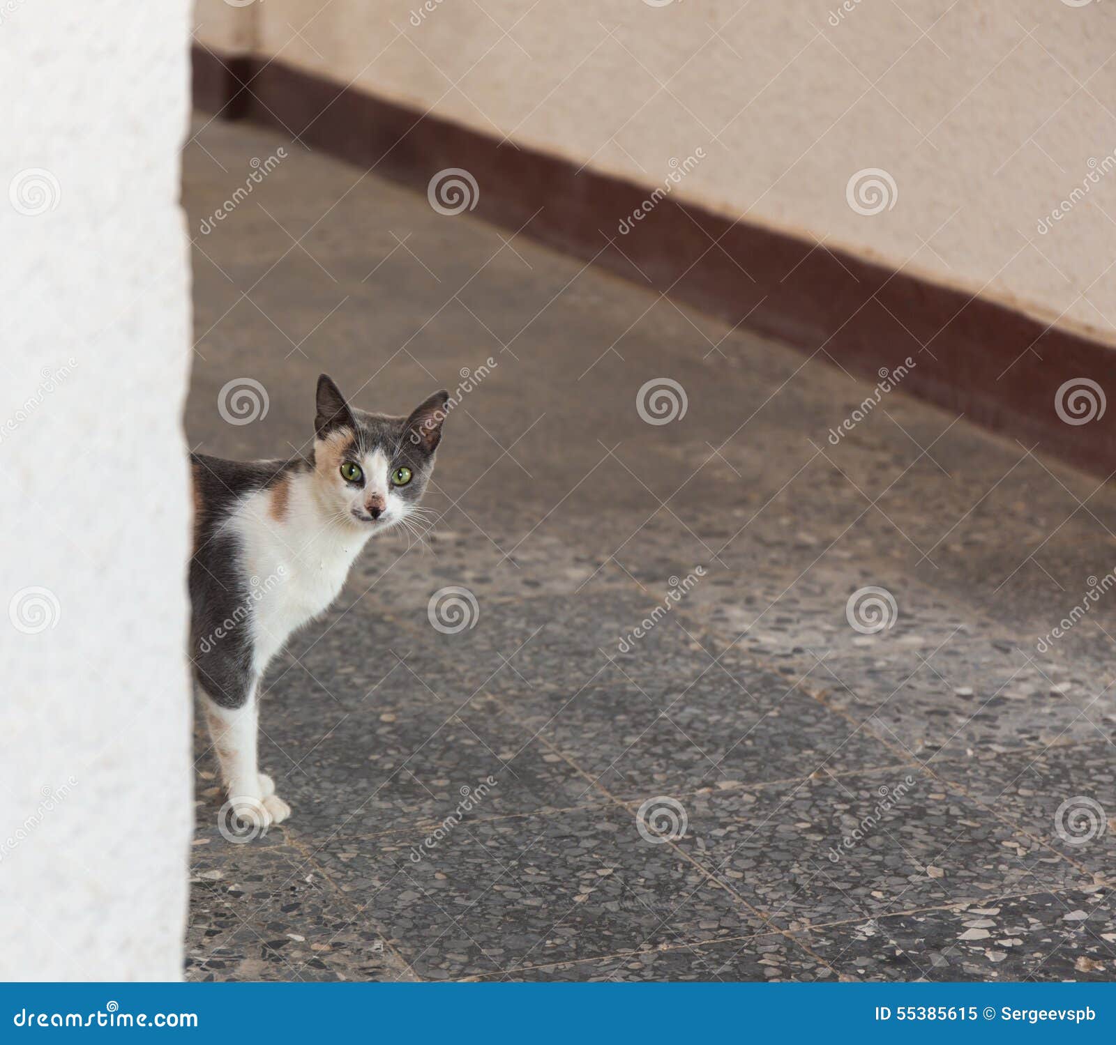 Cat look around the corner stock image. Image of curiosity - 55385615