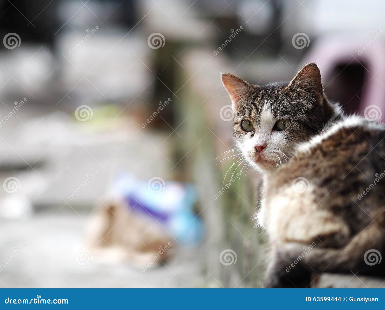 A cat look back stock photo. Image of interested, looking - 63599444