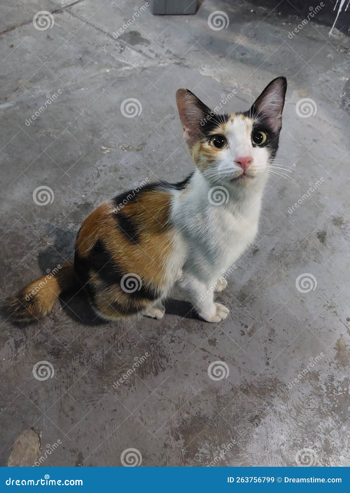 Cat Look at the Camera and Person Stock Image - Image of animal, person ...