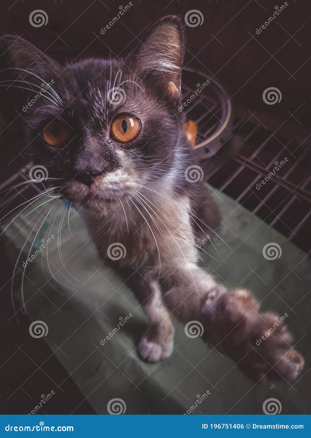 Cat Look at the Hope in Front of Her Stock Photo - Image of look, front ...