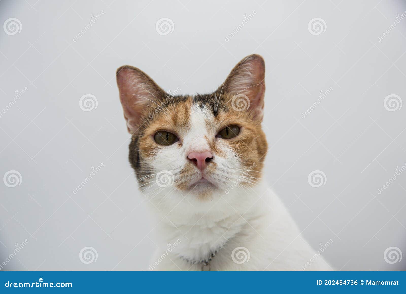 Cat Look Straight Isolated on White Background Stock Photo - Image of ...
