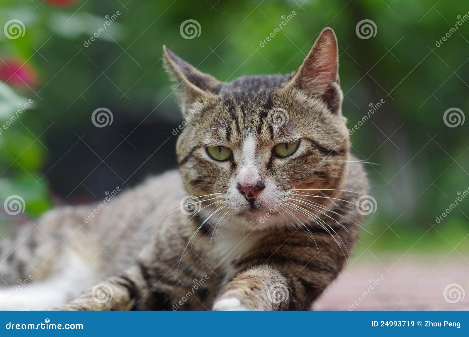 Cat look at you stock image. Image of funny, glad, adult - 24993719