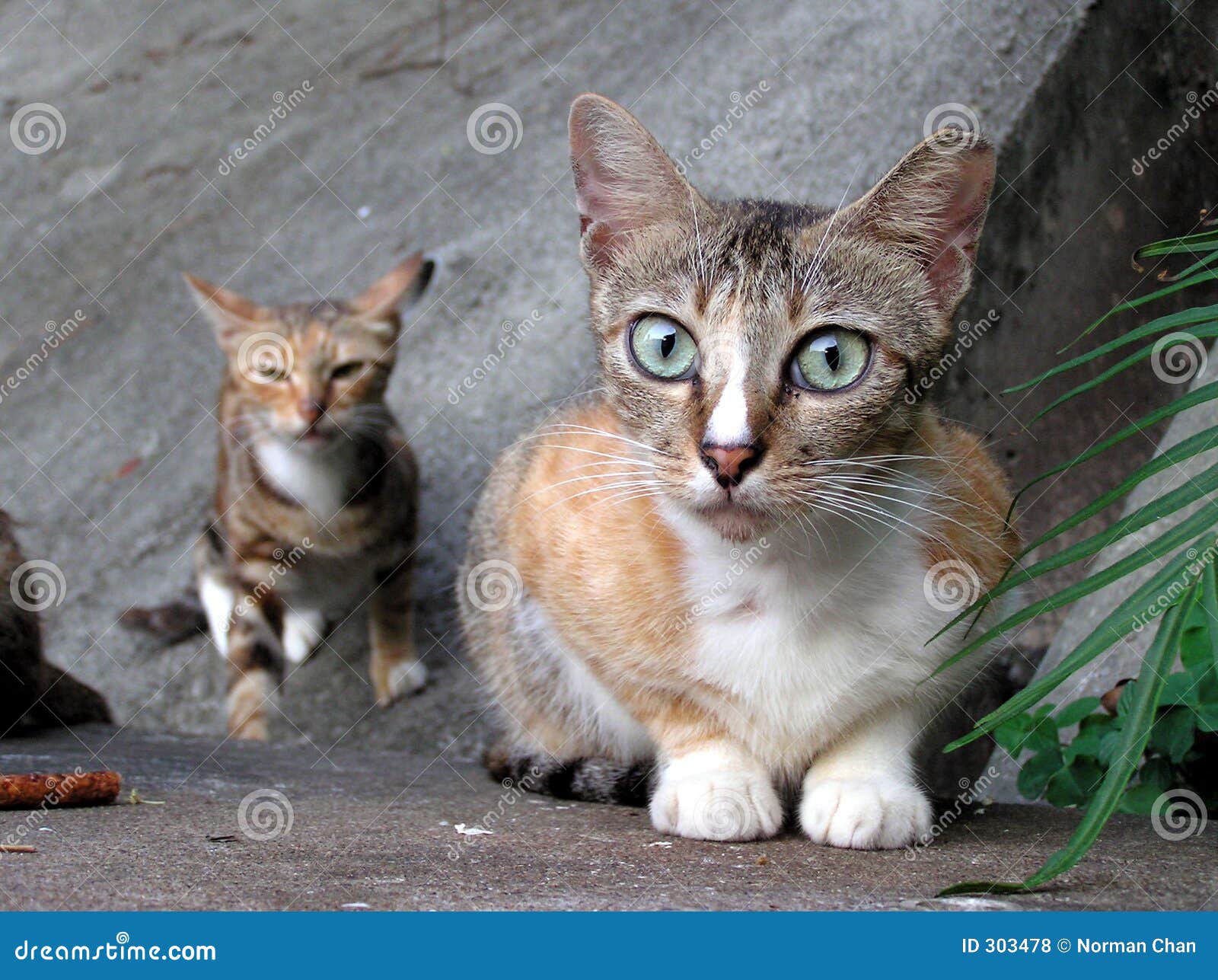 Cat looking stock photo. Image of look, tails, three, animal - 303478