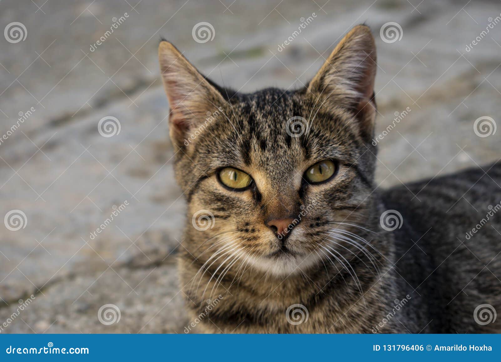 Angry Cat. stock photo. Image of face, lifestyle, eyes - 131796406